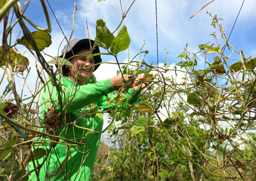 The Vegetable Farm Up the Hill - CARE Philippines: International ...
